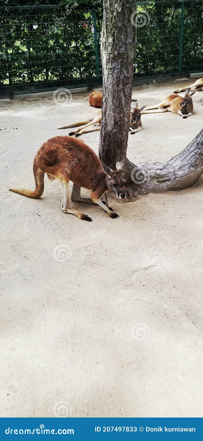 Lonely Little Kangaroo in Forest Stock Image - Image of branch, bear ...