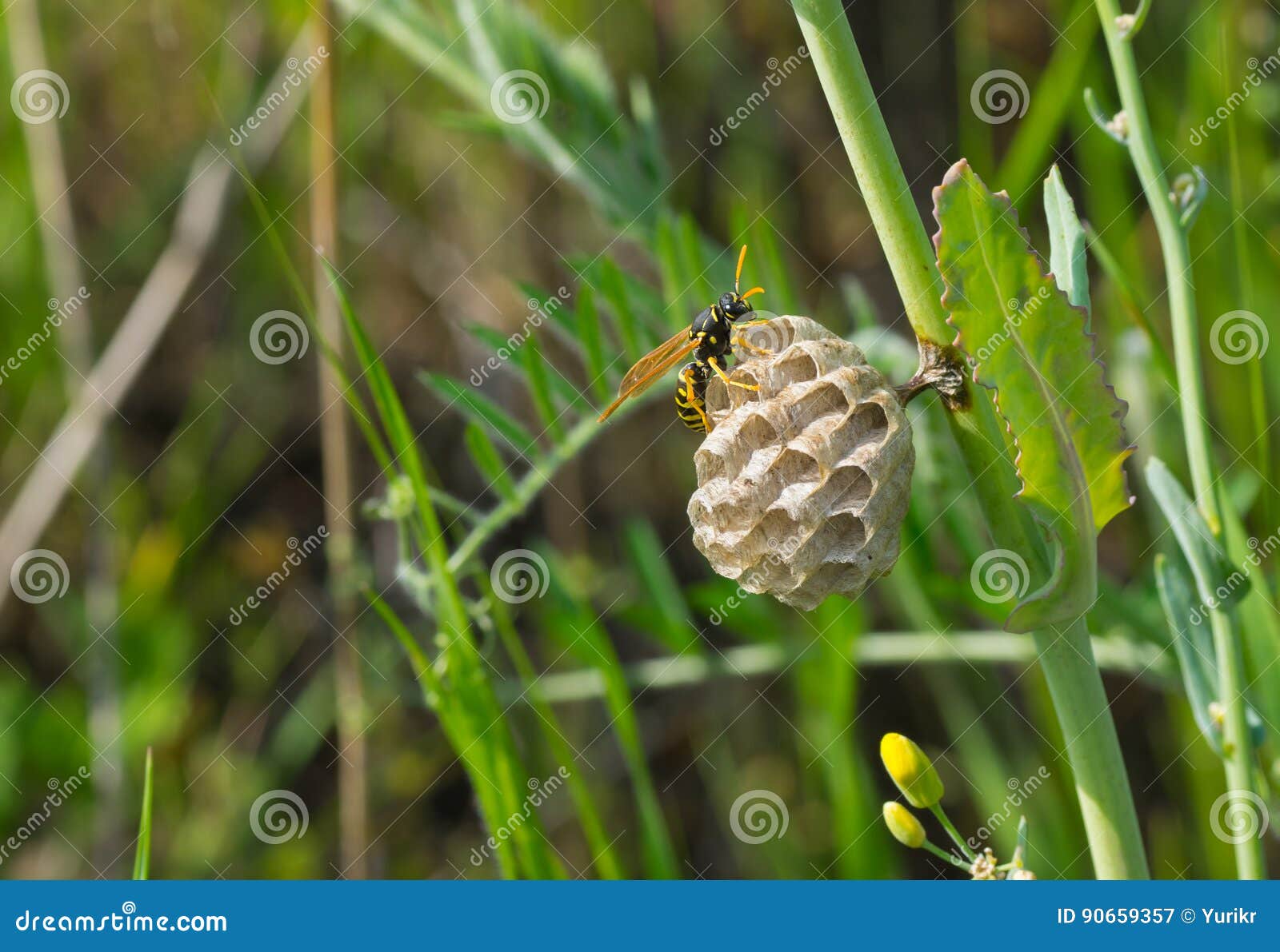 Lonely Little Wasp is Building New Home Stock Image - Image of cellular ...