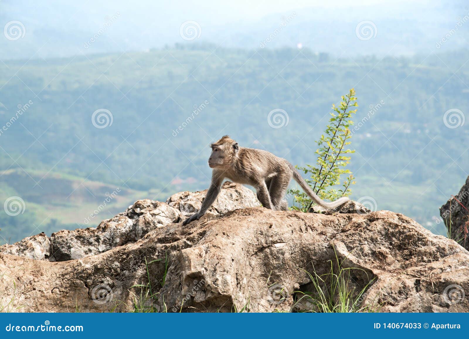 Lonely Long Tailed Macaque Monkey Walking on the Highest Top of Rock ...