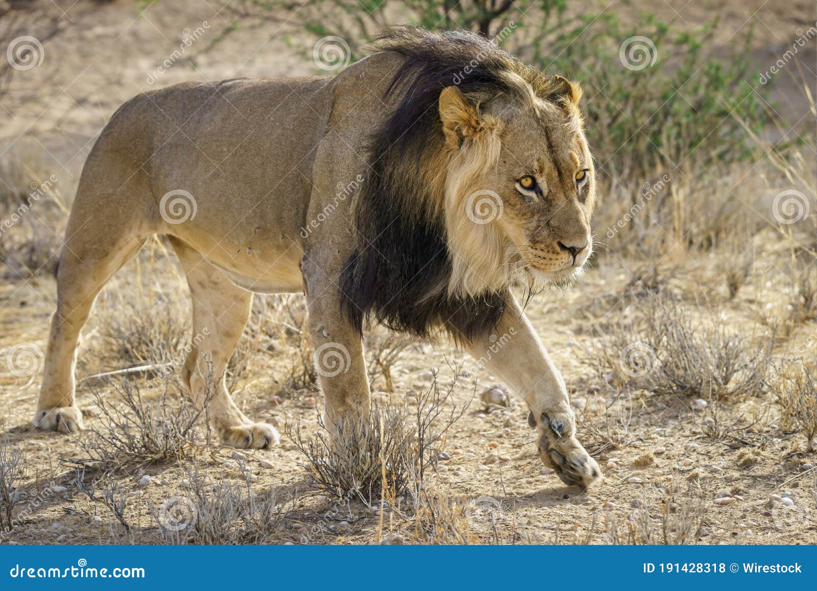 Lonely Male Lion Getting Ready To Attack Its Prey Stock Photo - Image ...