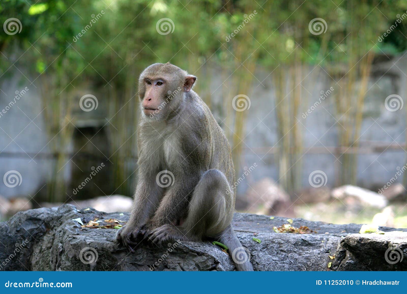Lonely Monkey stock photo. Image of rainforest, primates - 11252010