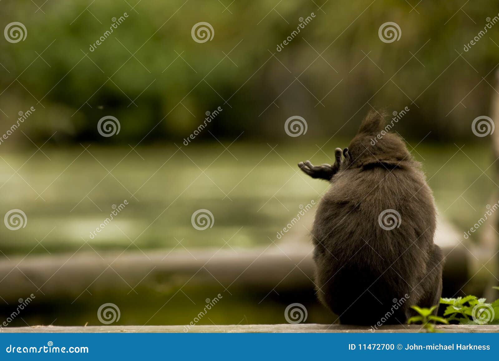 Lonely Monkey stock photo. Image of wildlife, dublin - 11472700