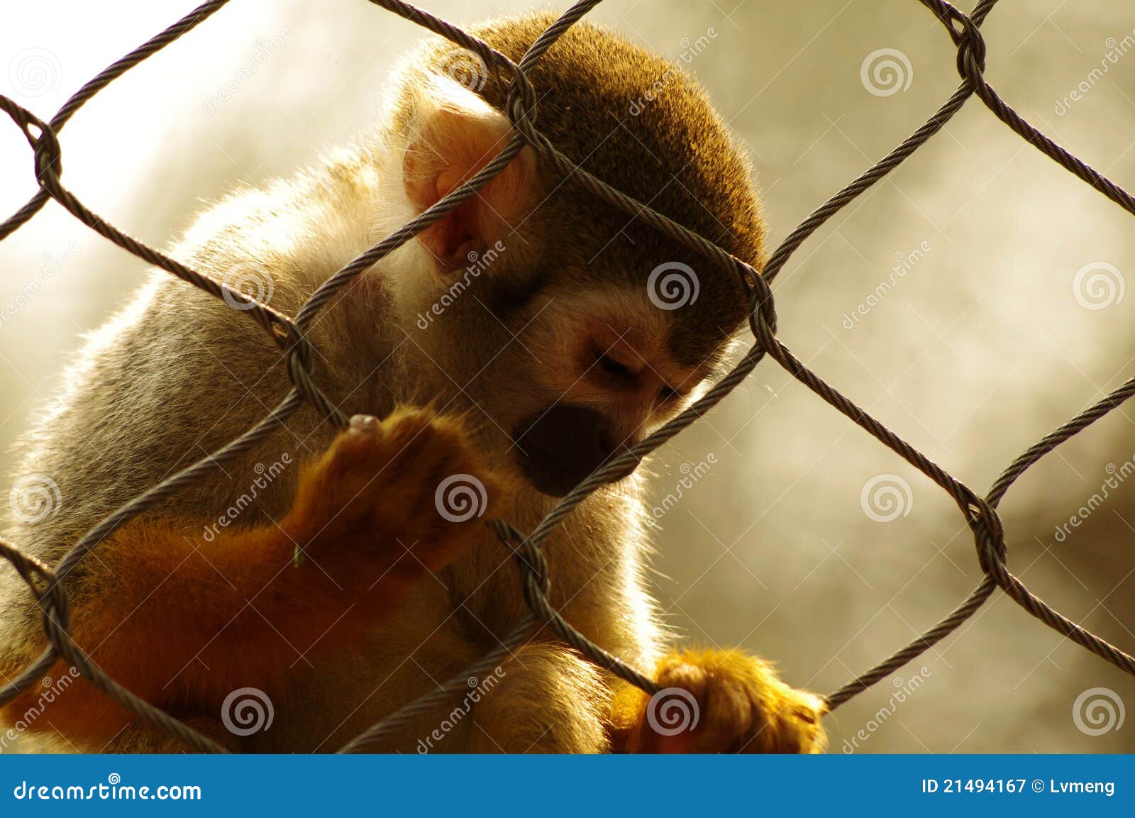 Lonely monkey stock image. Image of poor, cage, monkey - 21494167