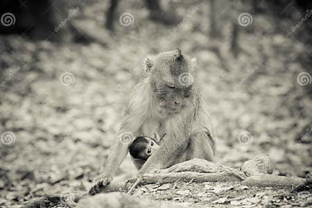 Lonely monkey stock photo. Image of milk, behavior, tail - 23565996