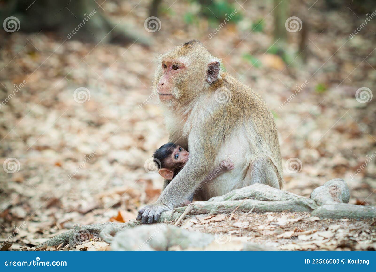 Lonely monkey stock photo. Image of look, looking, family - 23566000
