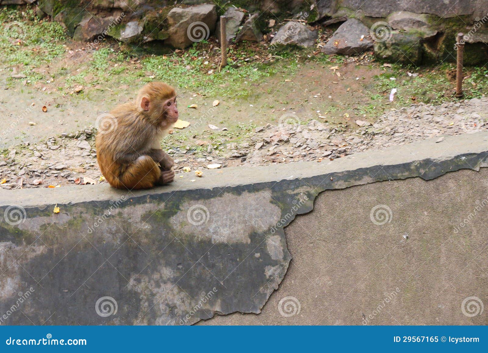Lonely Monkey stock image. Image of wall, grass, monkey - 29567165