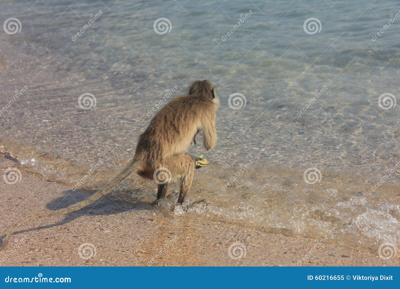 Lonely Monkey stock image. Image of nature, waves, warm - 60216655