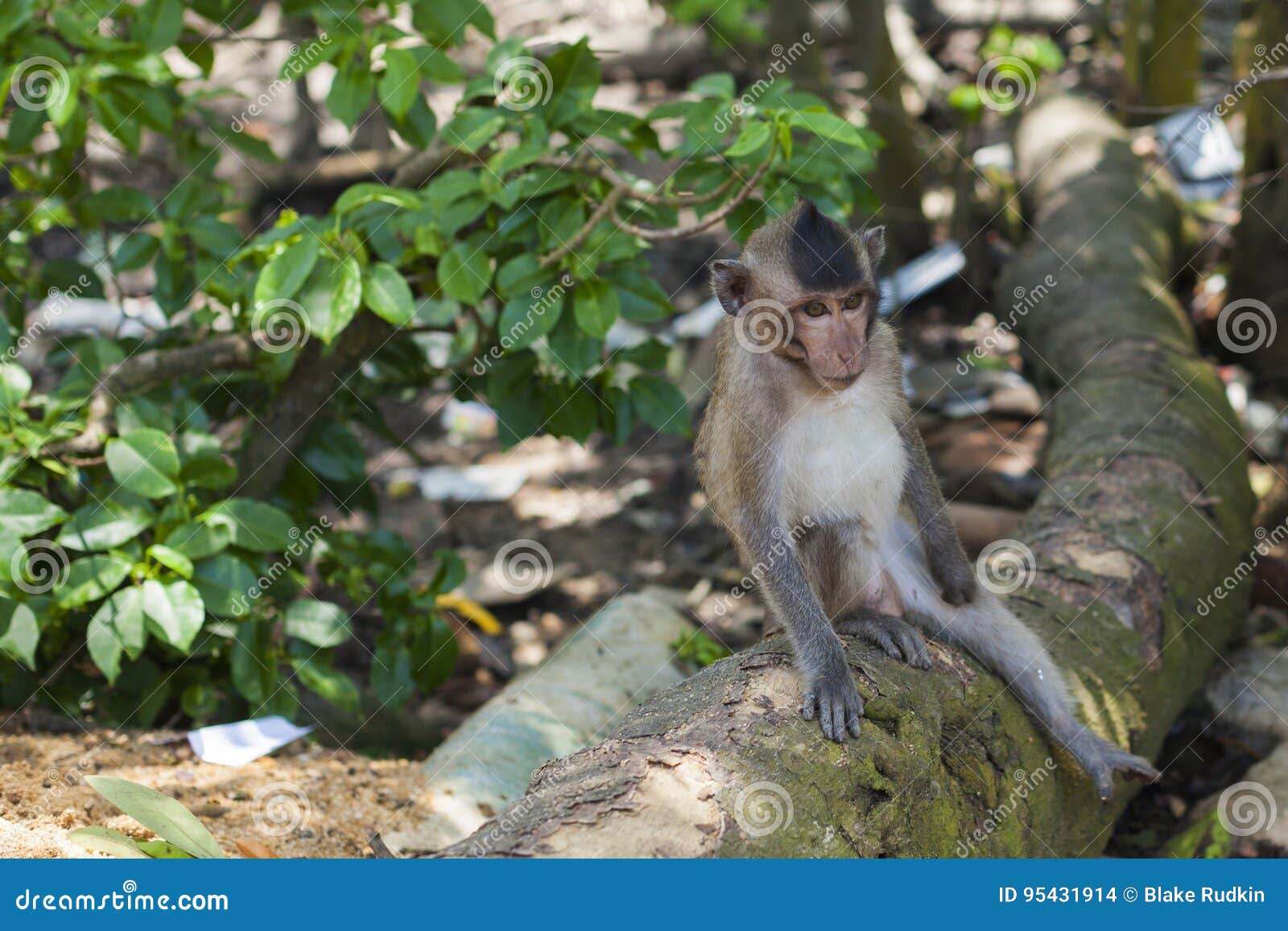 Lonely monkey stock photo. Image of funny, lonely, wild - 95431914