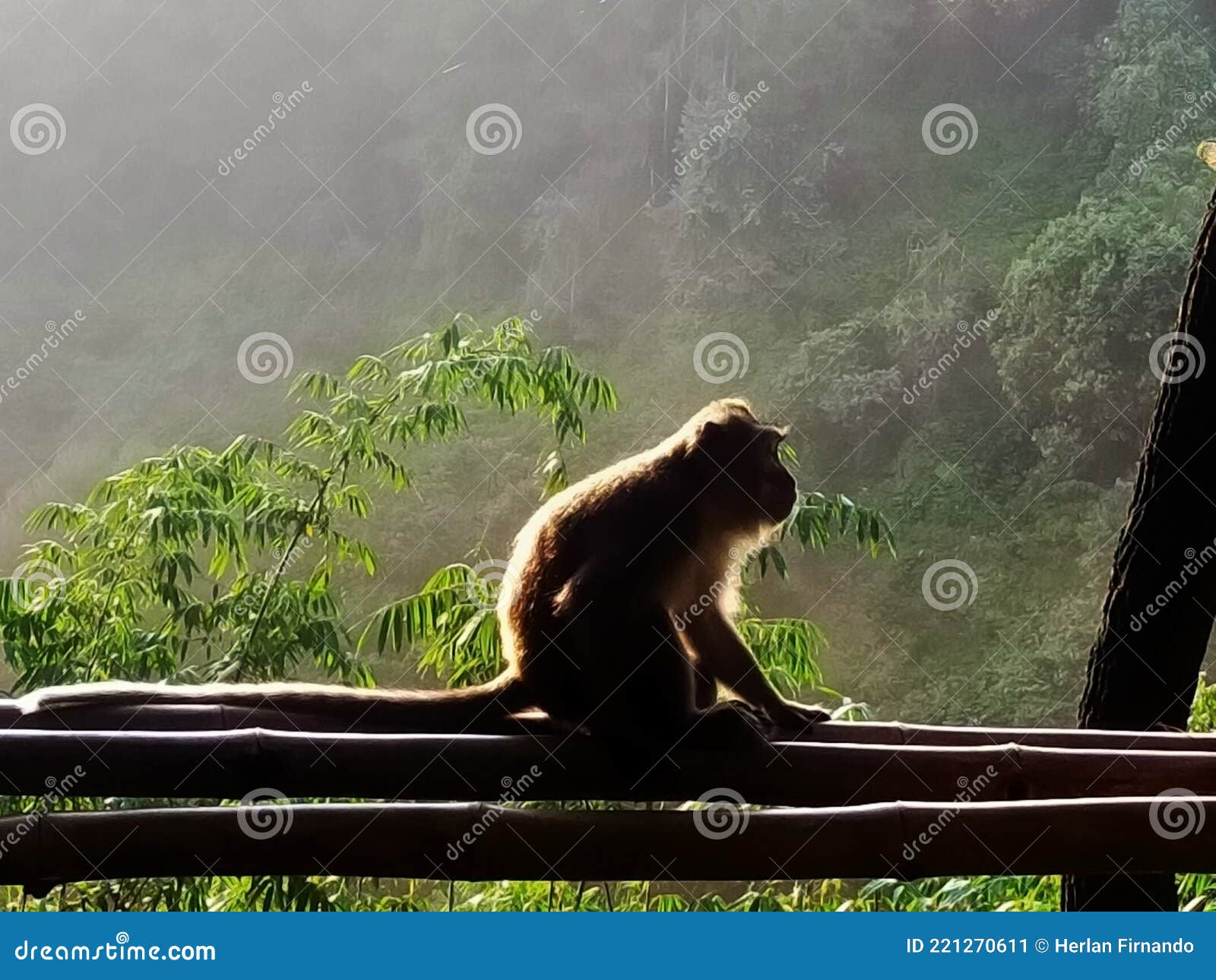 A Lonely Monkey is on the Bench Stock Image - Image of sunlight, bench ...