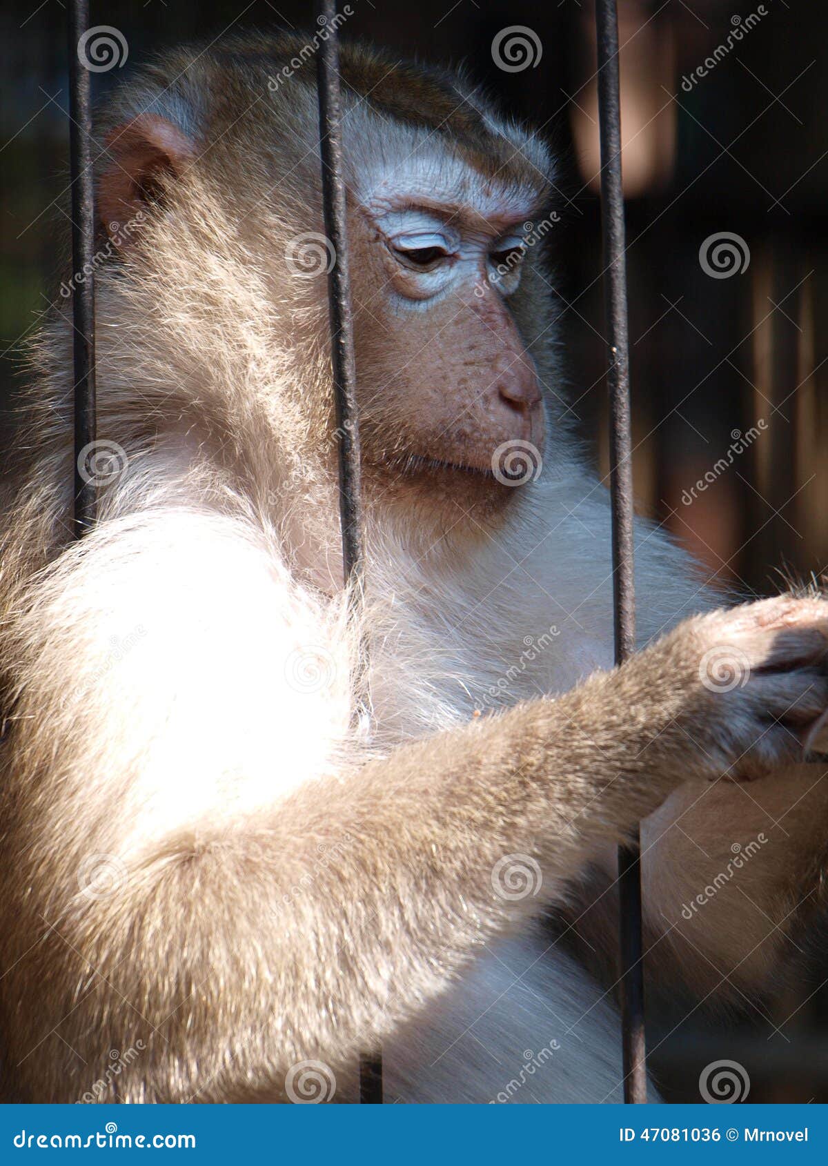 Lonely monkey stock photo. Image of gray, hair, look - 47081036