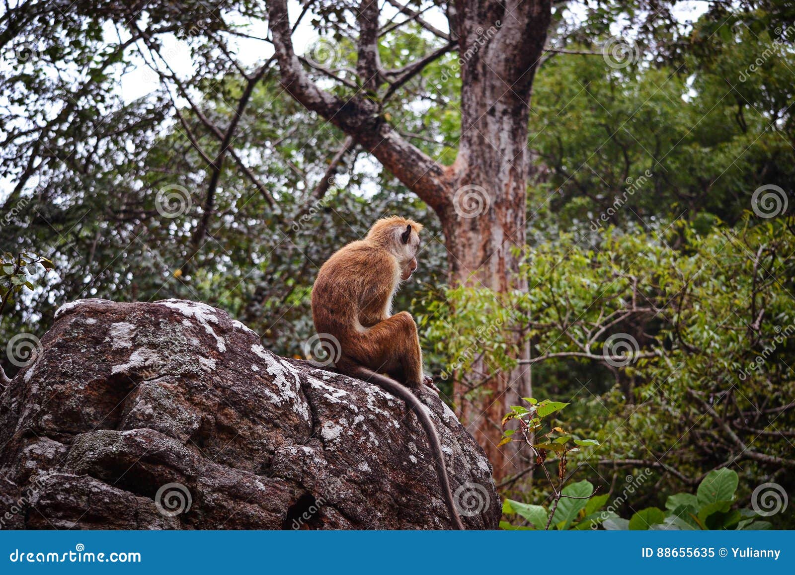 Lonely Monkey Ceylon Macaque on the Rock Stock Image - Image of exotic ...