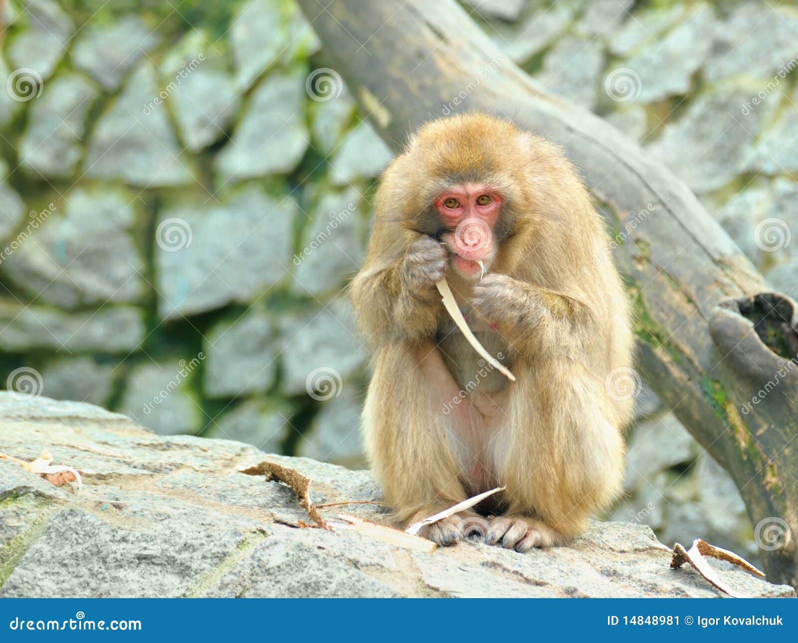Lonely Monkey Eats Piece of Bark Stock Image - Image of natural, jungle ...