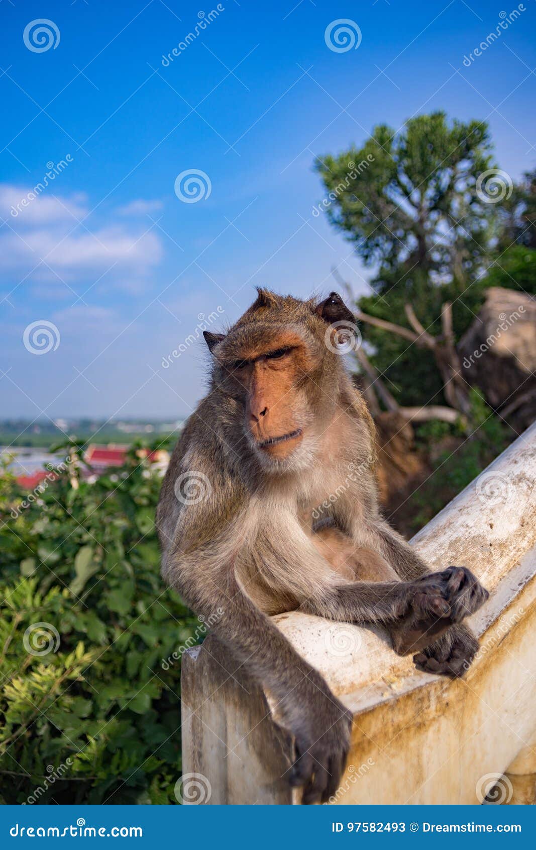 Lonely monkey stock image. Image of smilen, head, treen - 97582493