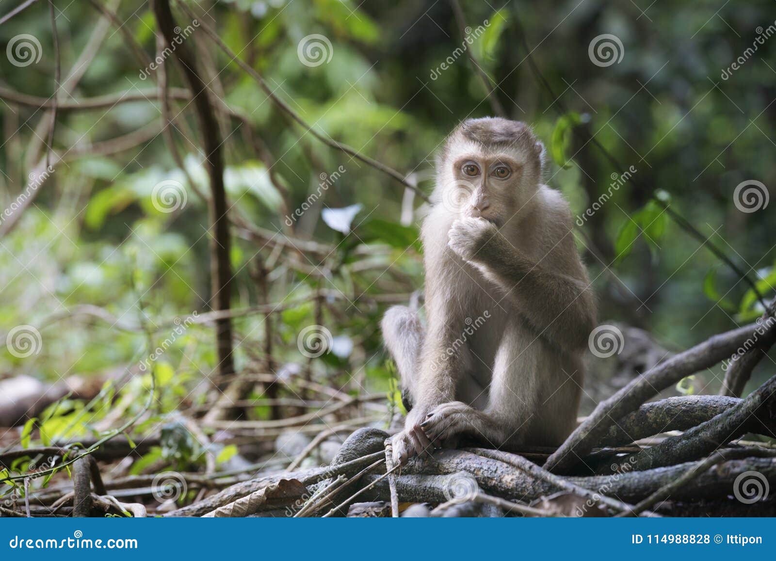 Lonely monkey in forest stock photo. Image of face, monkey - 114988828