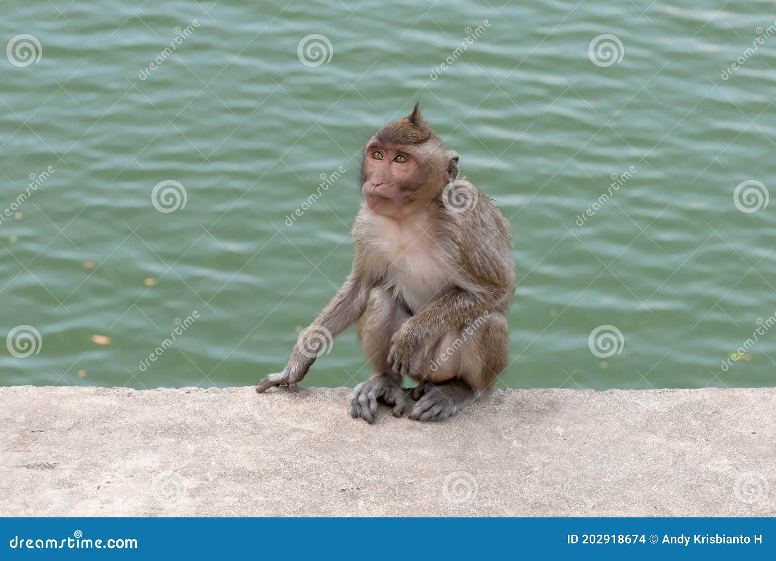 The Lonely Monkey by the Lake Stock Photo - Image of concrete, cute ...