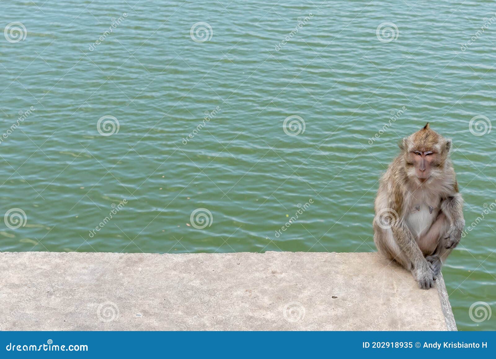 The Lonely Monkey by the Lake Stock Image - Image of outdoor, hairy ...
