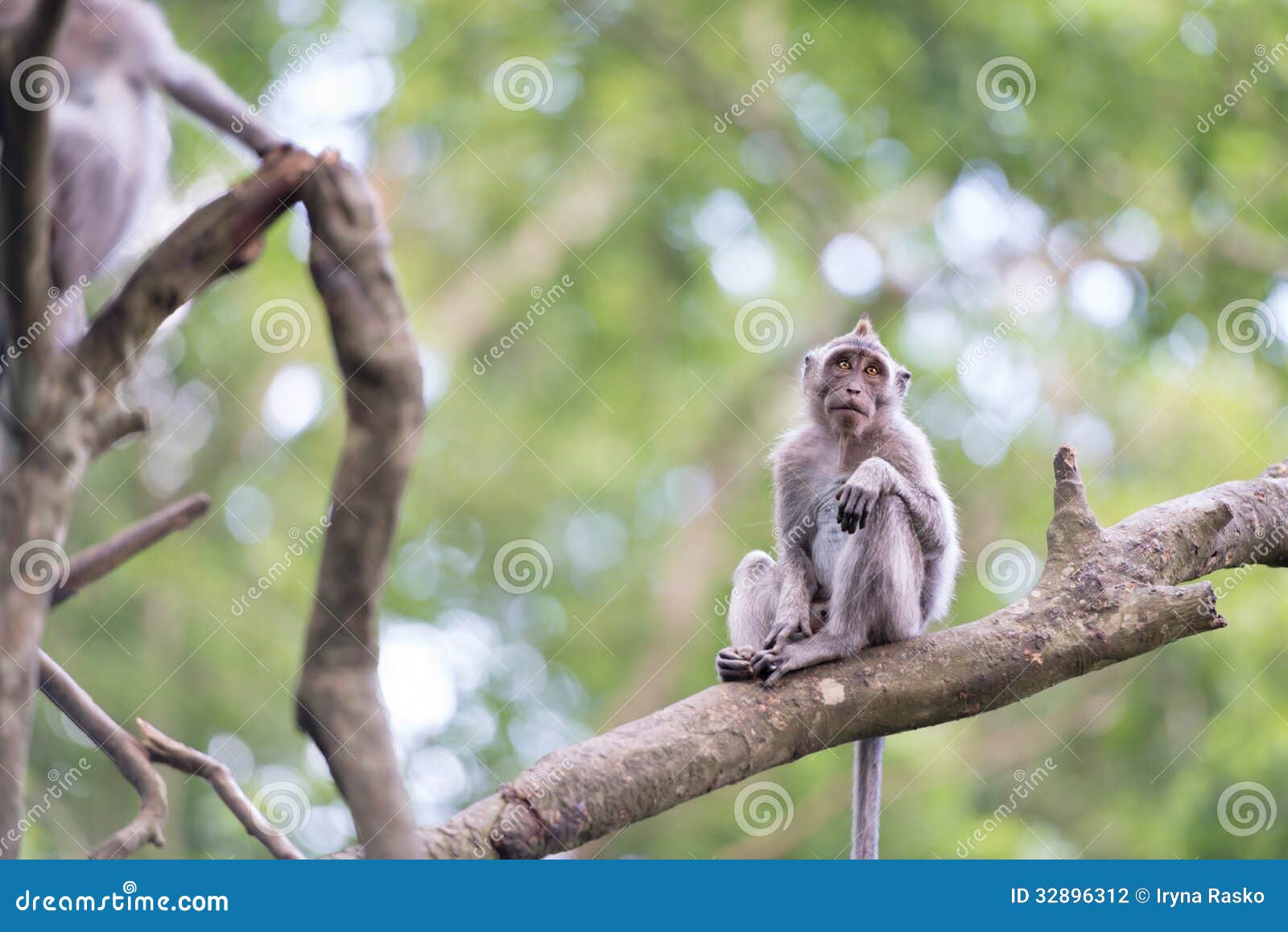 Lonely Monkey Macaque on Tree Branch Stock Photo - Image of primate ...