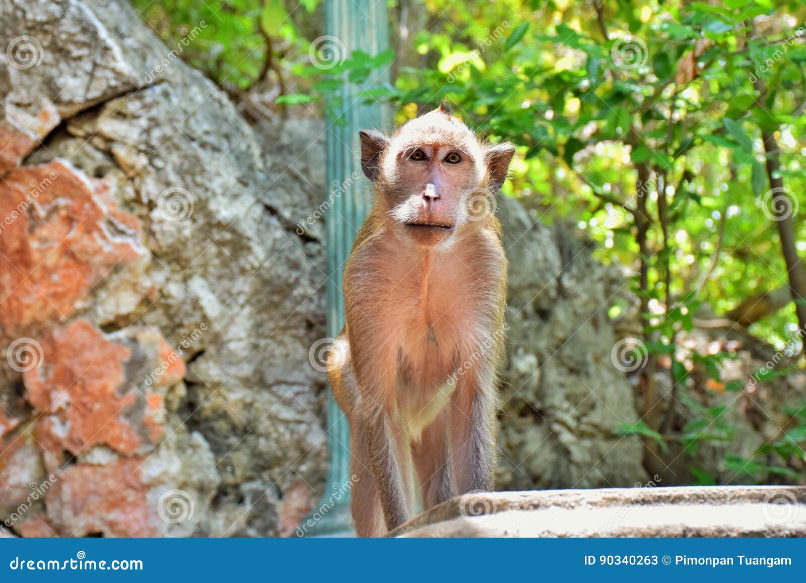 A Lonely Monkey at the Park. Stock Image - Image of brown, funny: 90340263
