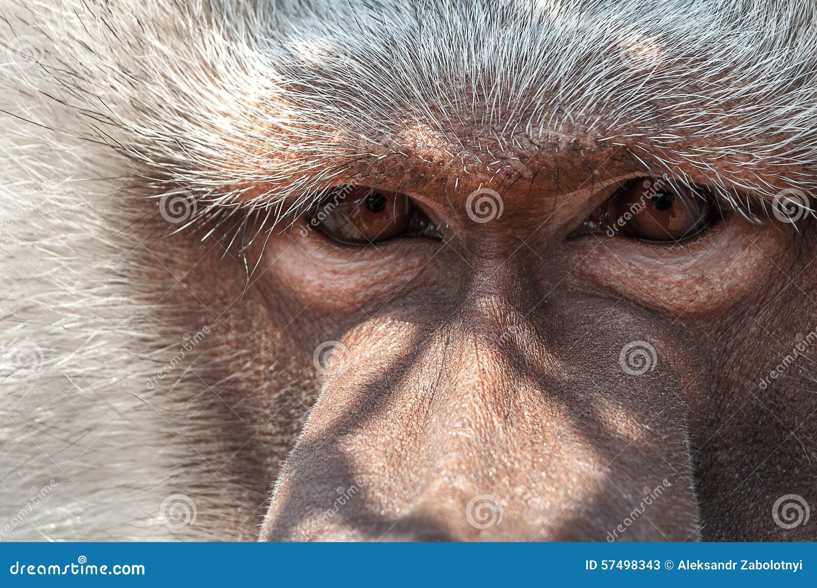 Lonely Monkey Sad Eyes Quite Close Stock Image - Image of natural, cage ...