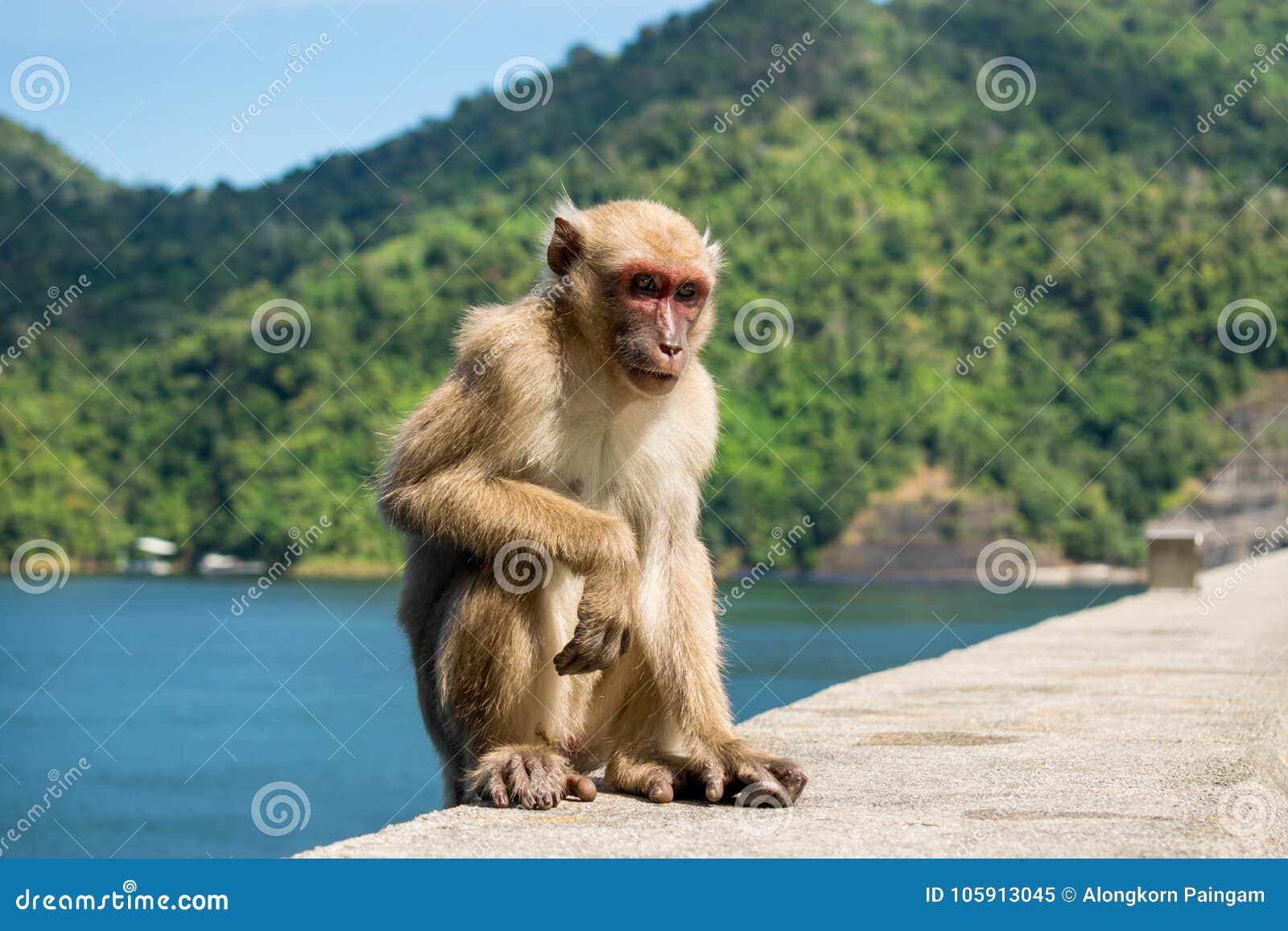 Lonely Monkey Sitdown on Concrete Stock Image - Image of mountain ...