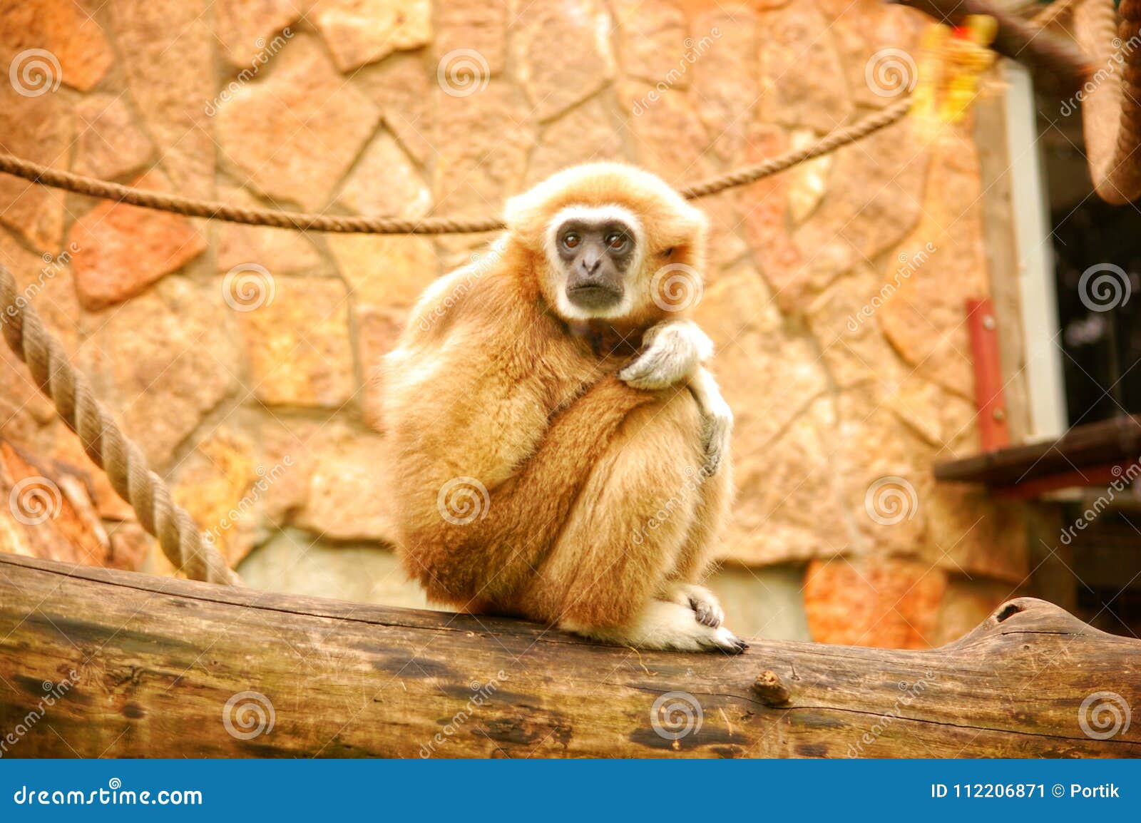 Lonely Monkey Sits on a Tree Stock Image - Image of branch, brown ...
