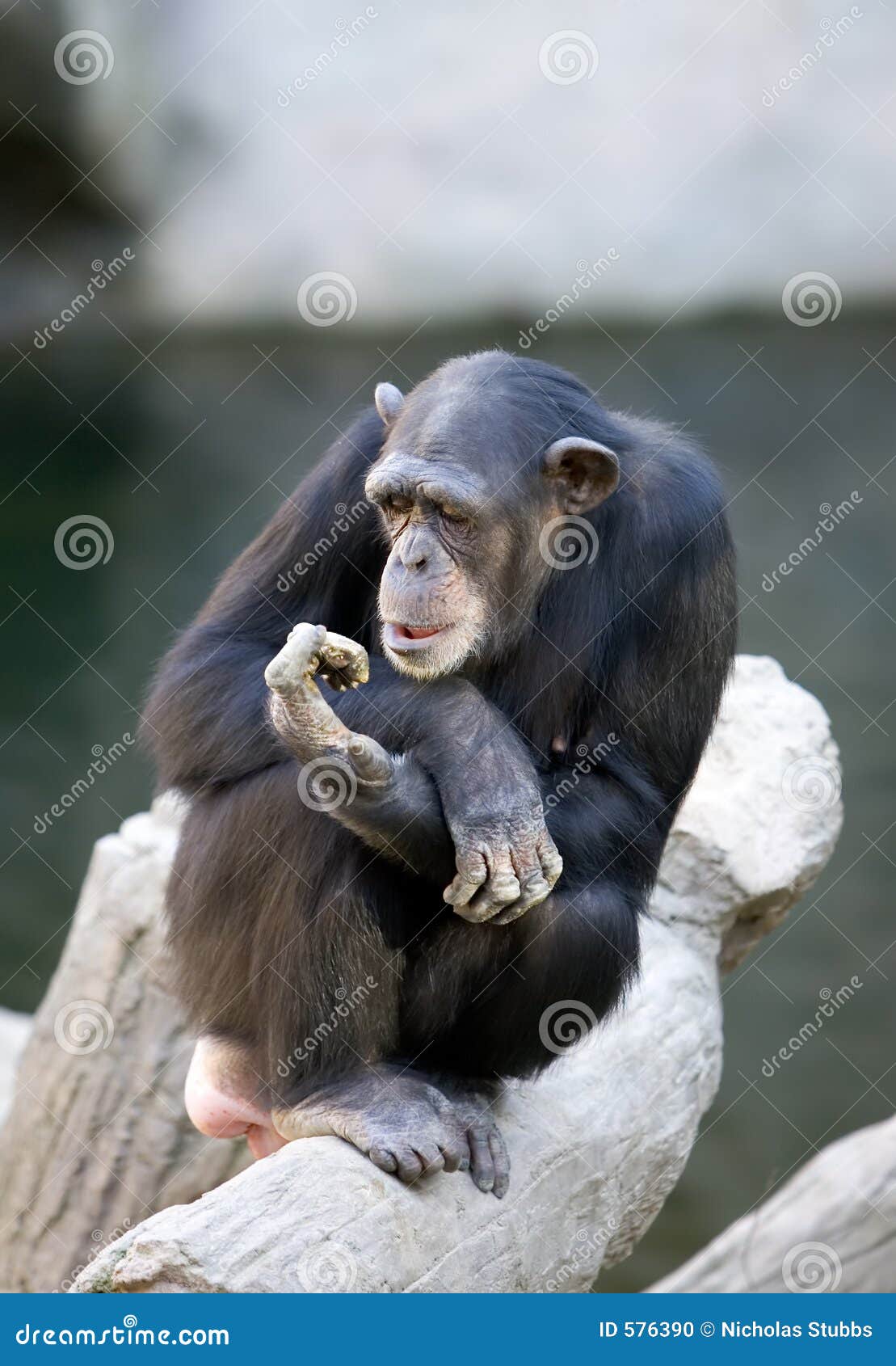 Lonely Monkey Sitting on Top of a Large Tree Trunk Stock Photo - Image ...