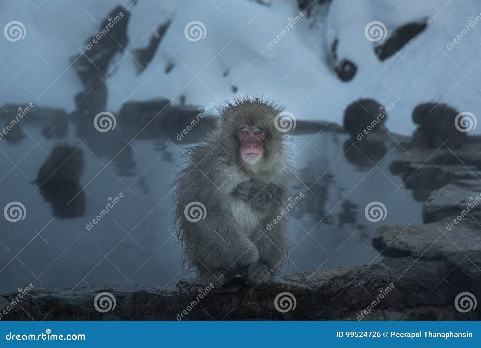 Lonely monkey in onsen stock photo. Image of three, sweet - 99524726