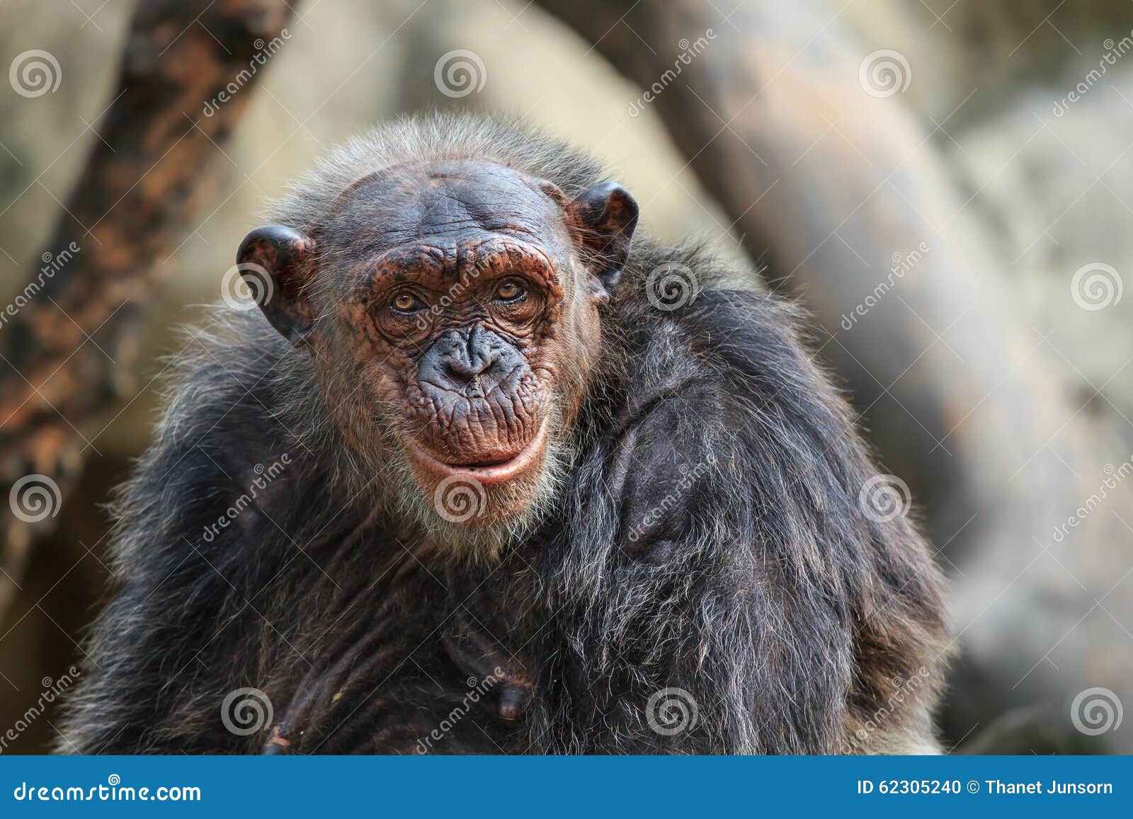 Lonely Monkey in Tropical Forest Stock Photo - Image of little, animal ...