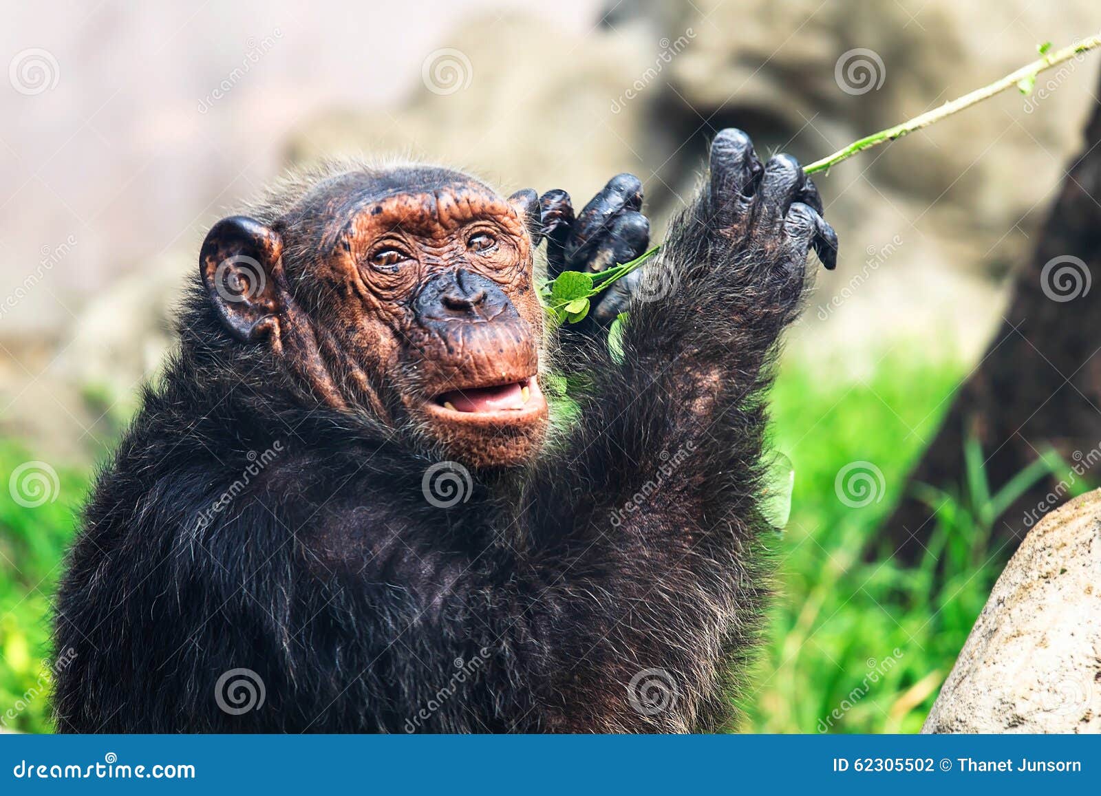 Lonely Monkey in Tropical Forest Stock Photo - Image of mammal, single ...