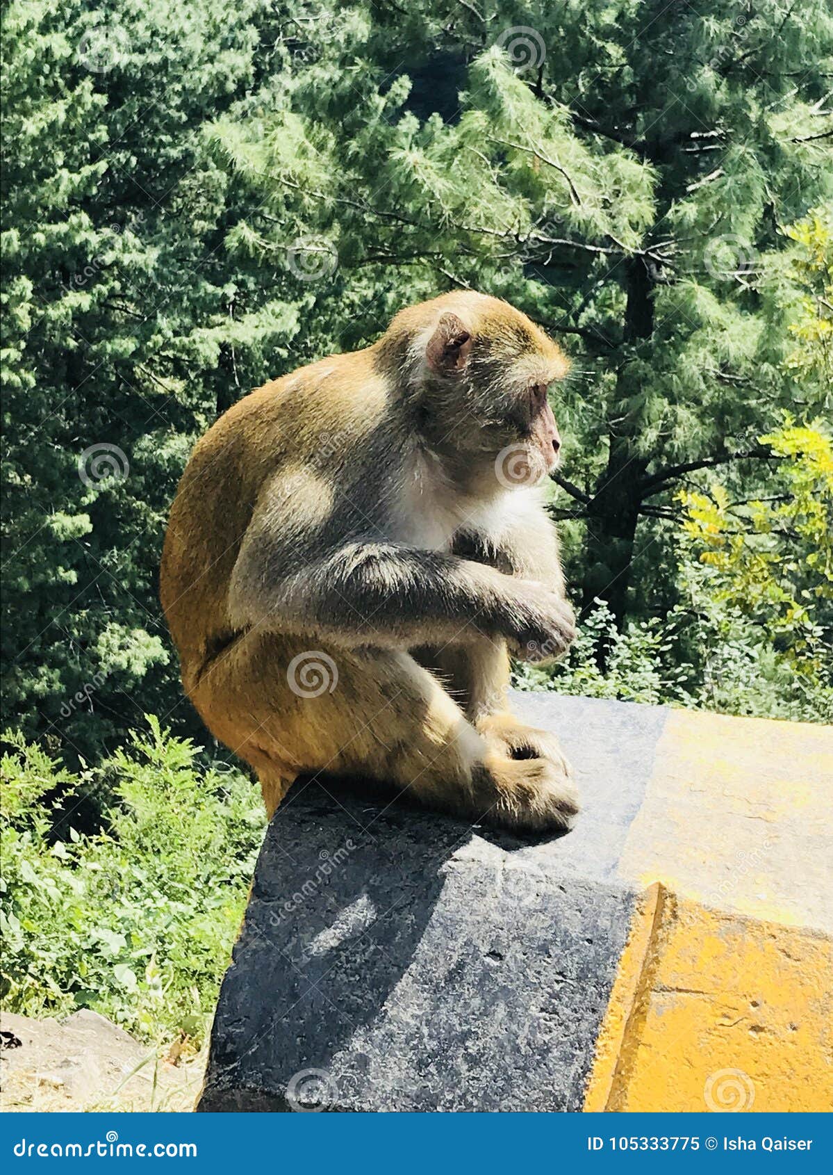 The lonely monkey stock image. Image of poor, monkey - 105333775