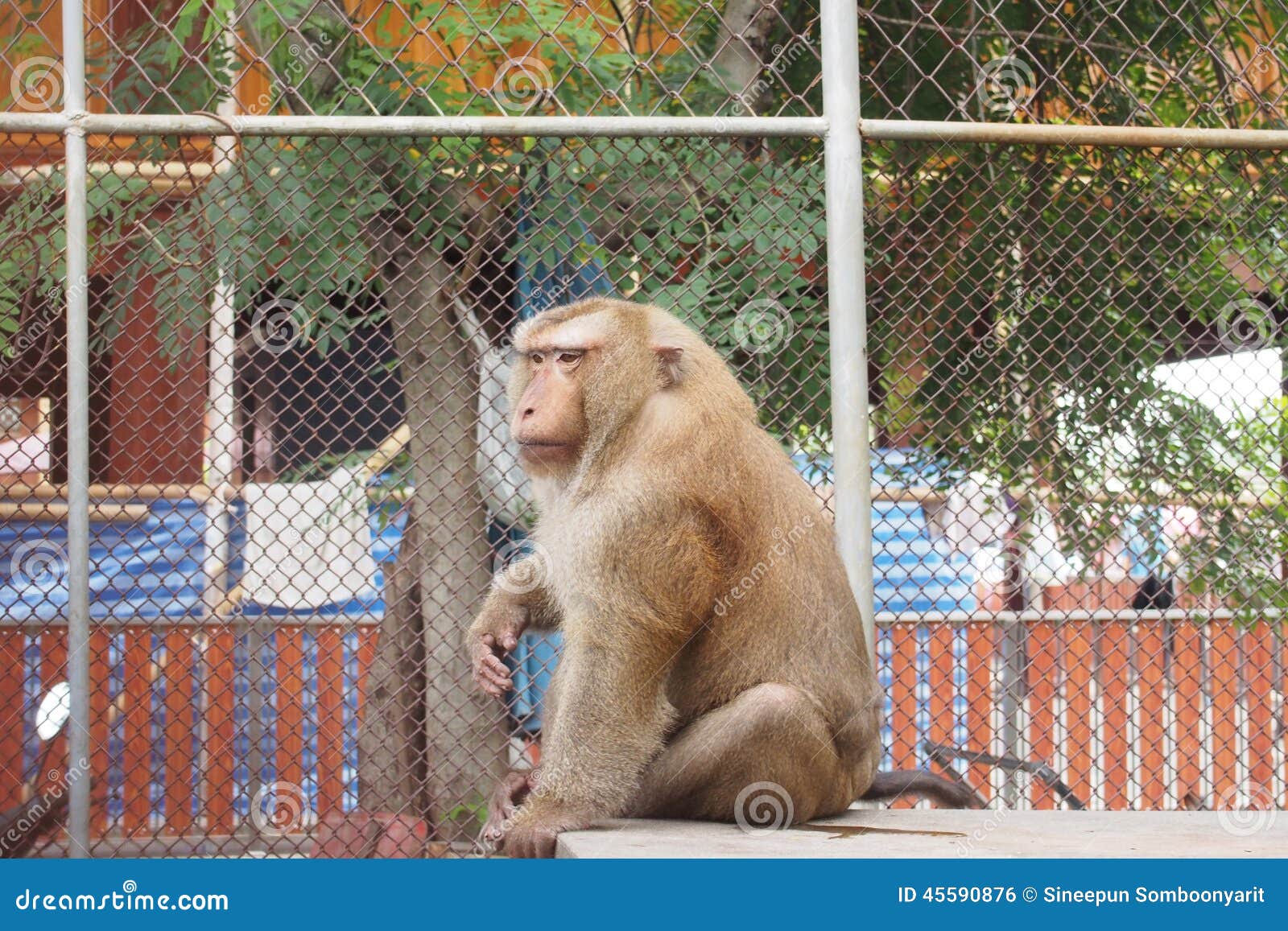 Lonely monkey stock photo. Image of animal, asian, lonely - 45590876