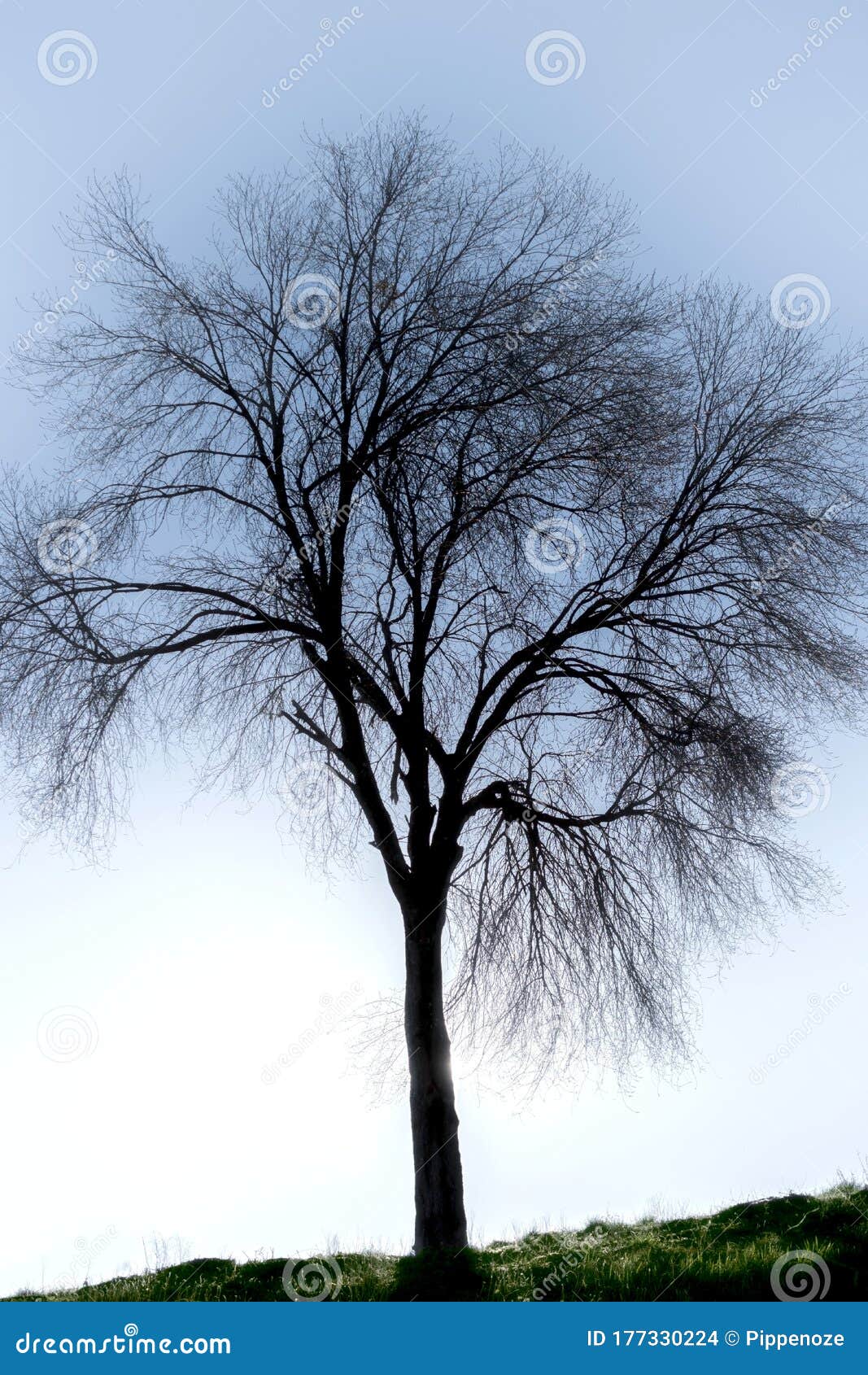 Mystic Tree Royalty-Free Stock Image | CartoonDealer.com #1970290