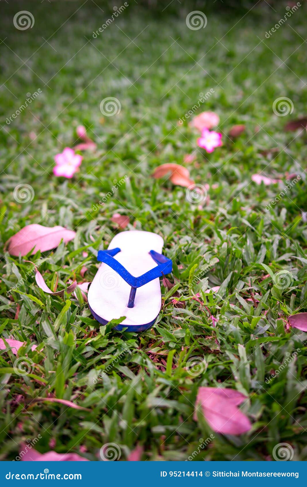 Lonely in nature stock photo. Image of flower, alone - 95214414