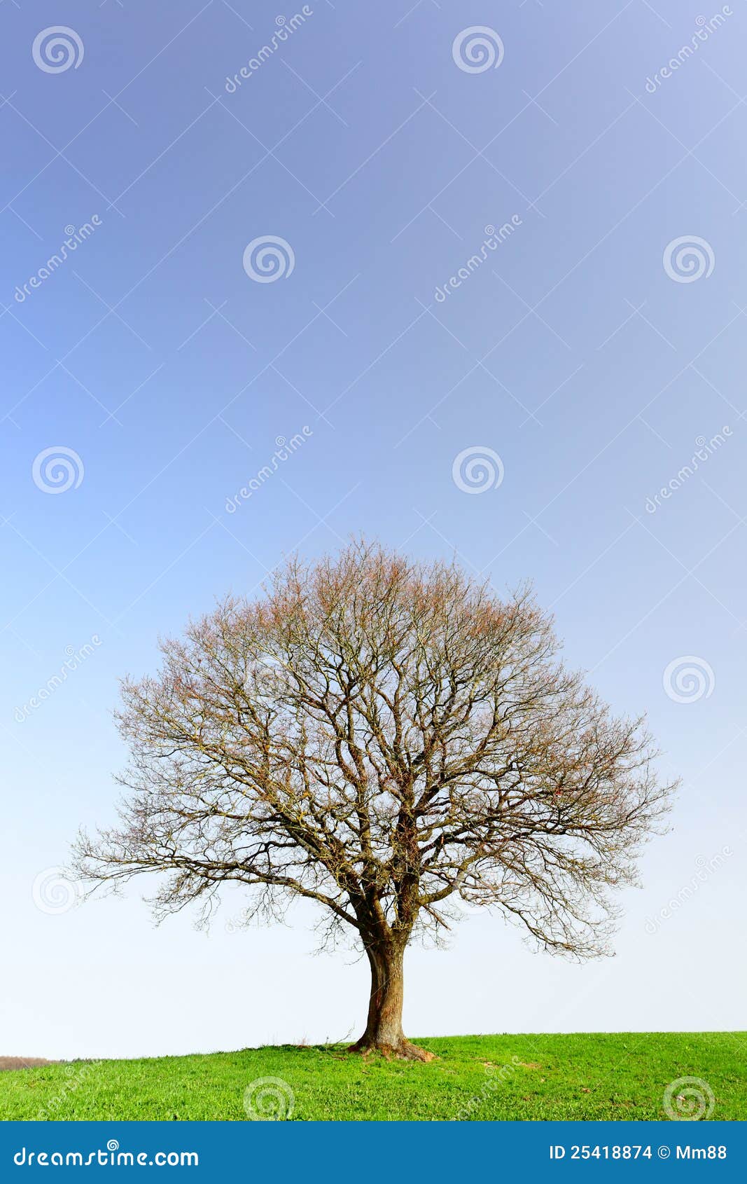 Lonely oak teree stock photo. Image of landscape, cultivated - 25418874