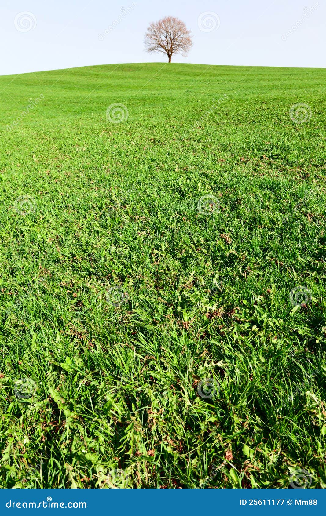 Lonely oak teree stock image. Image of landscape, land - 25611177