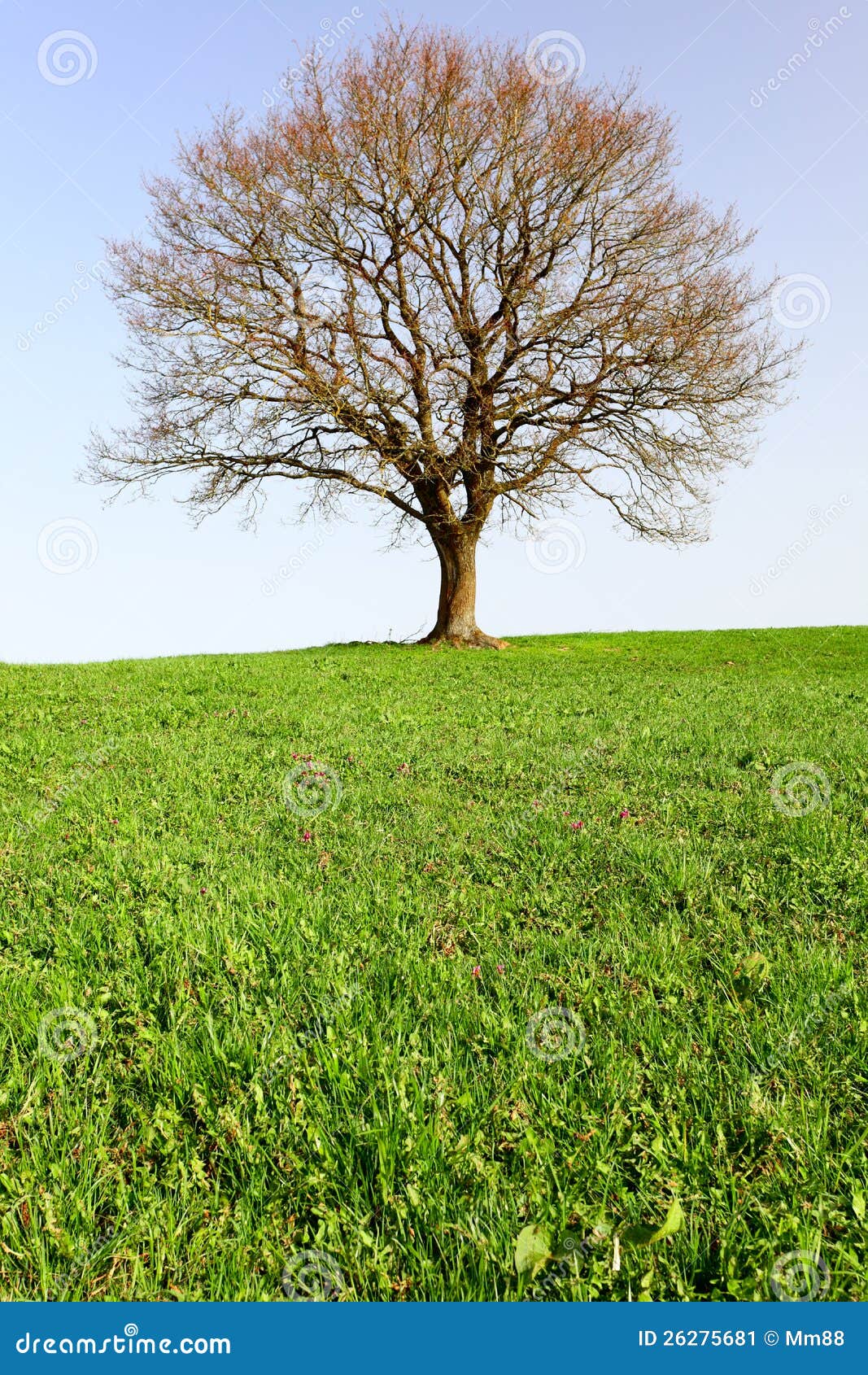 Oak Teree Photos - Free & Royalty-Free Stock Photos from Dreamstime