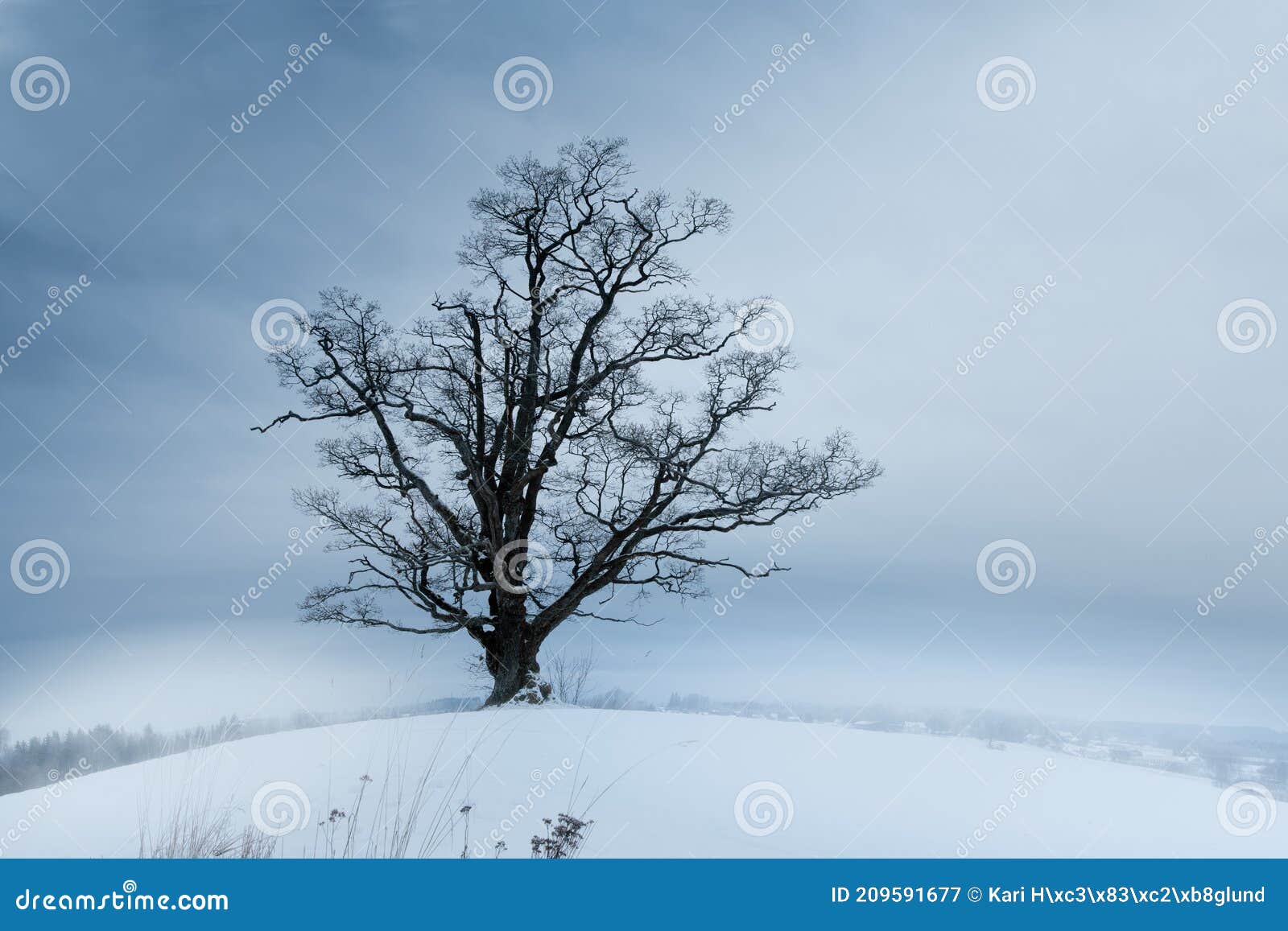 Lonely Oak Tree on a Field with Snow Stock Image - Image of season ...
