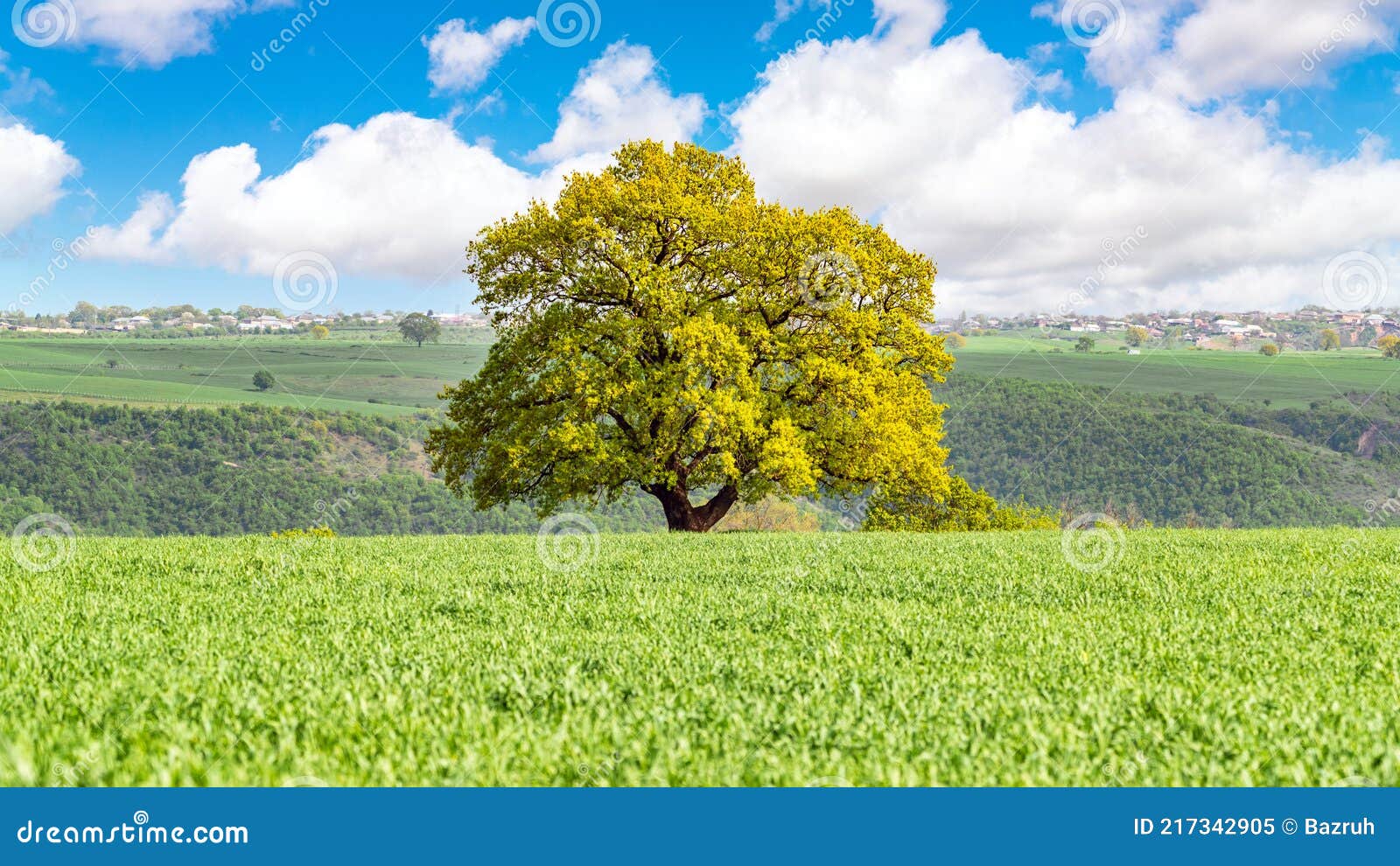 Lonely Oak Tree in a Green Field Stock Image - Image of farmland, leaf ...