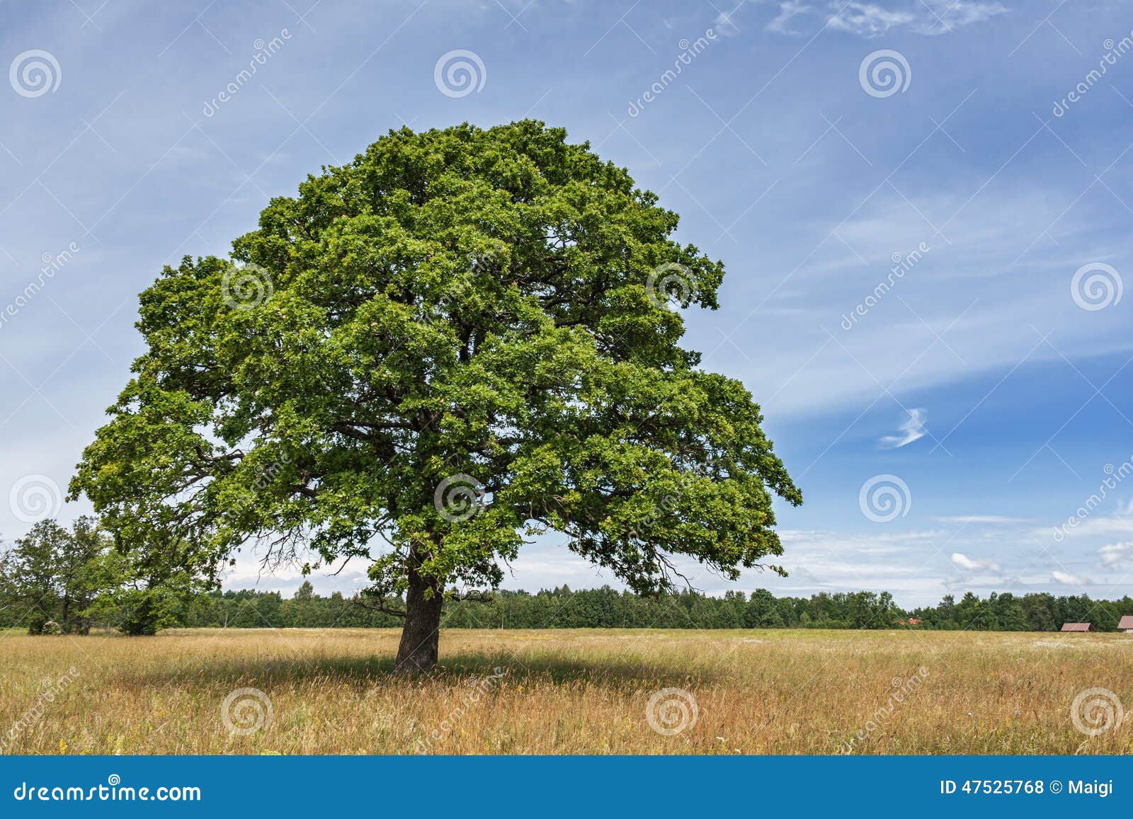 Lonely Oak Tree stock photo. Image of background, environment - 47525768