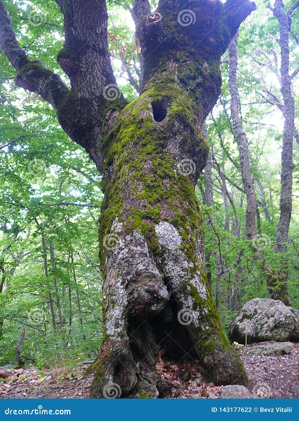 Lonely old Adam`s tree stock photo. Image of green, lonely - 143177622