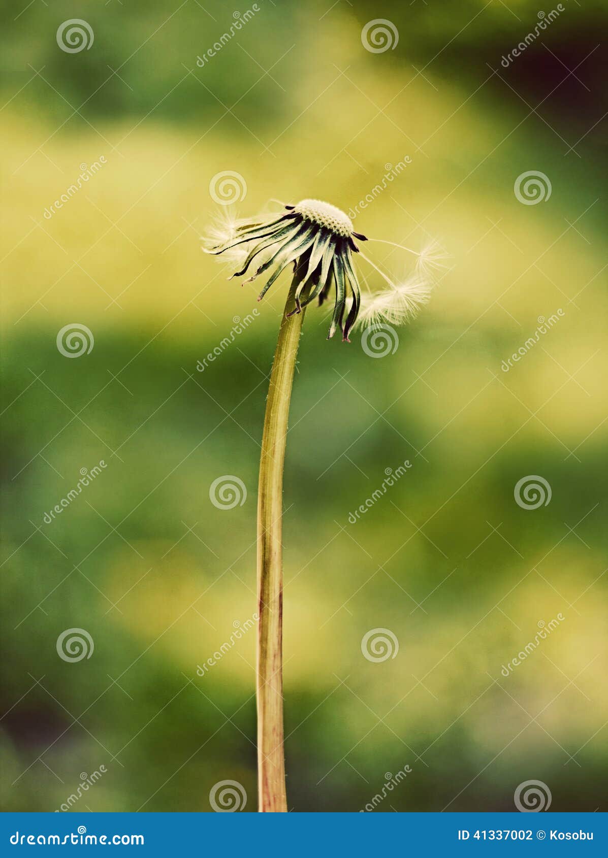 Lonely old dandelion stock photo. Image of luck, change - 41337002