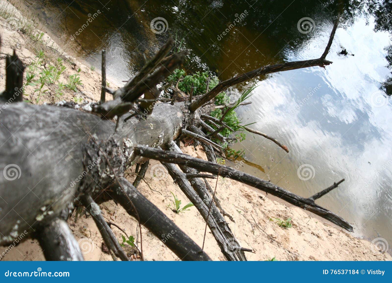 Lonely Old Dry Tree Fallen in River Stock Photo - Image of natural ...
