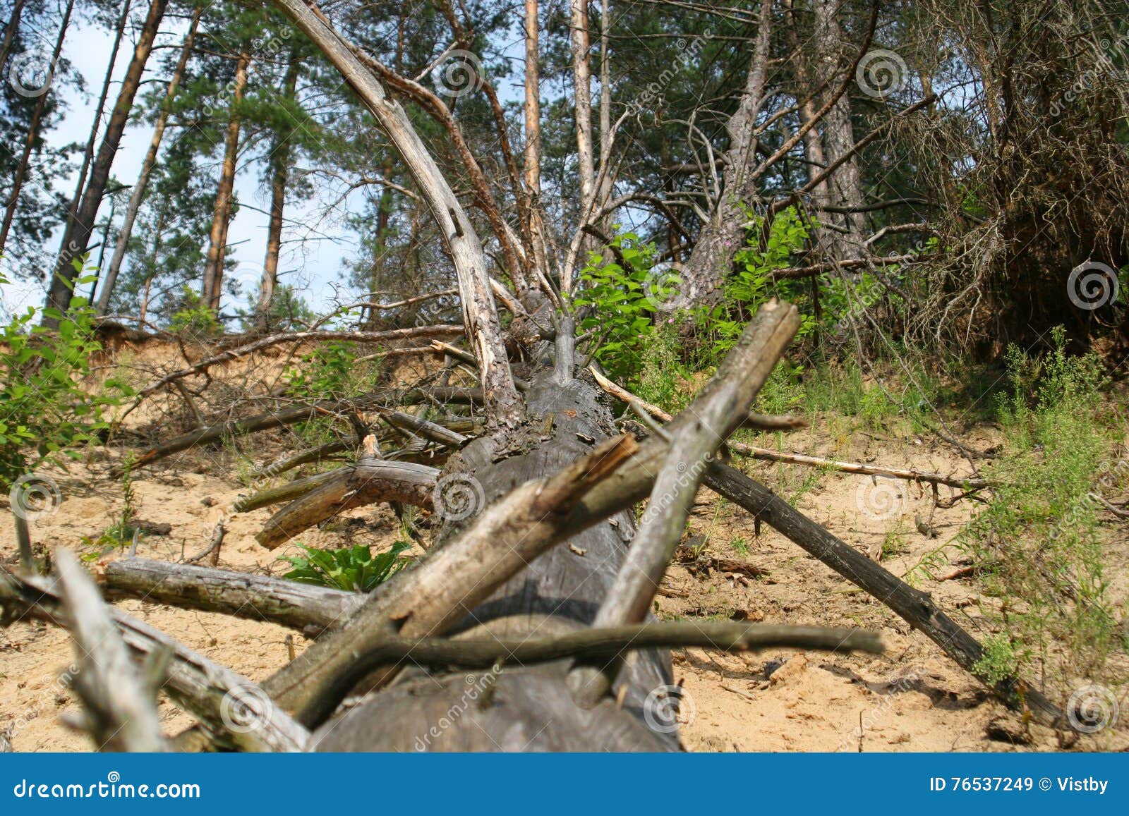 Lonely Old Dry Tree Fallen in River Stock Image - Image of spring ...