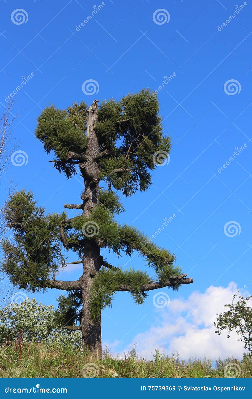 Lonely old fir tree stock image. Image of grass, lonely - 75739369