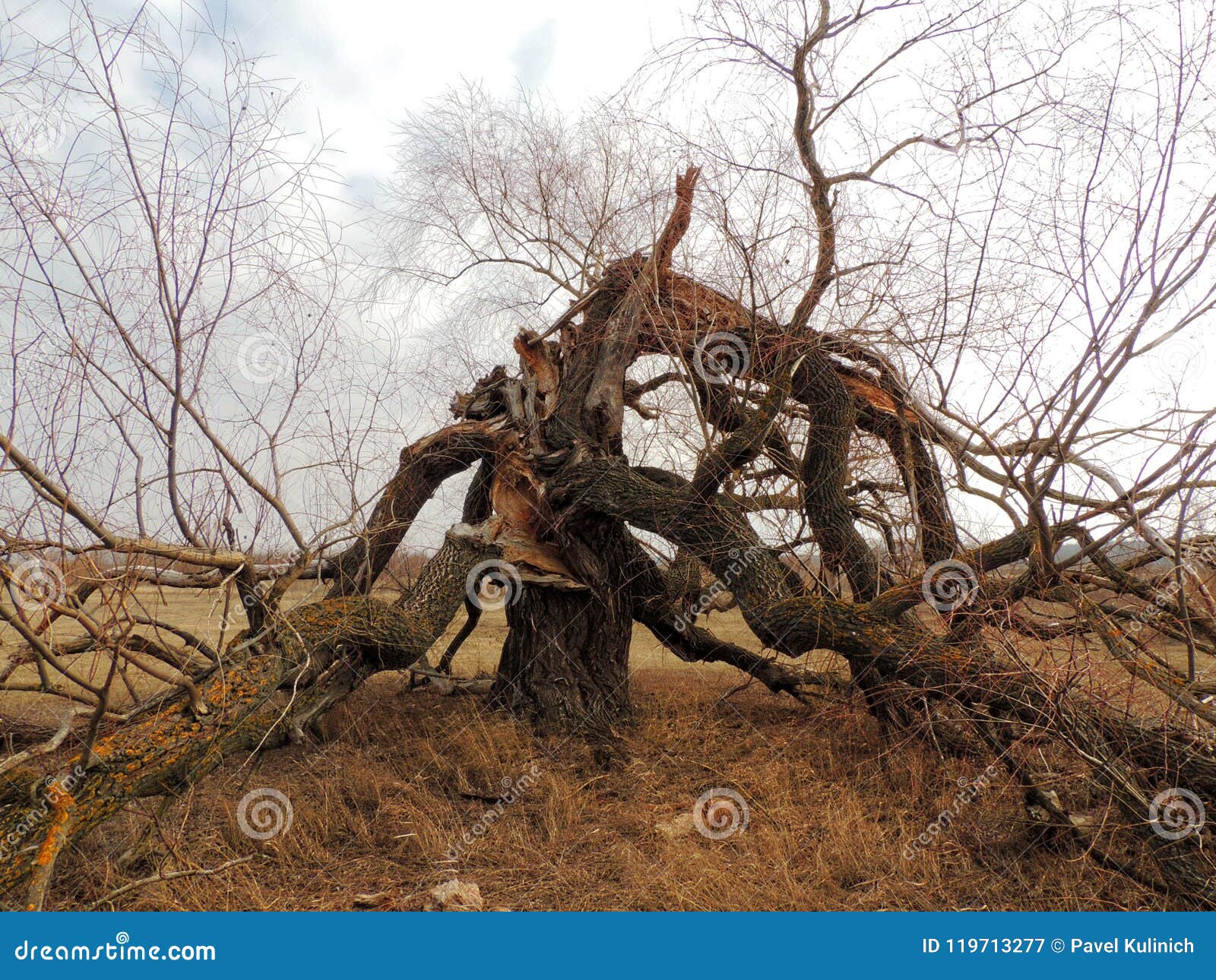 A Lone Old Oak Tree with Branches Falling Off the Trunk Stock Image ...