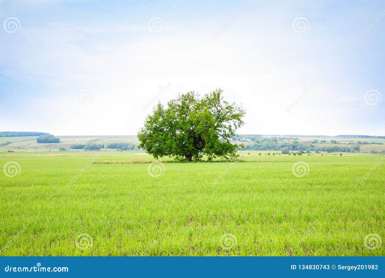 Lonely Old Oak Tree in the Field. Tree of Wisdom Stock Image - Image of ...