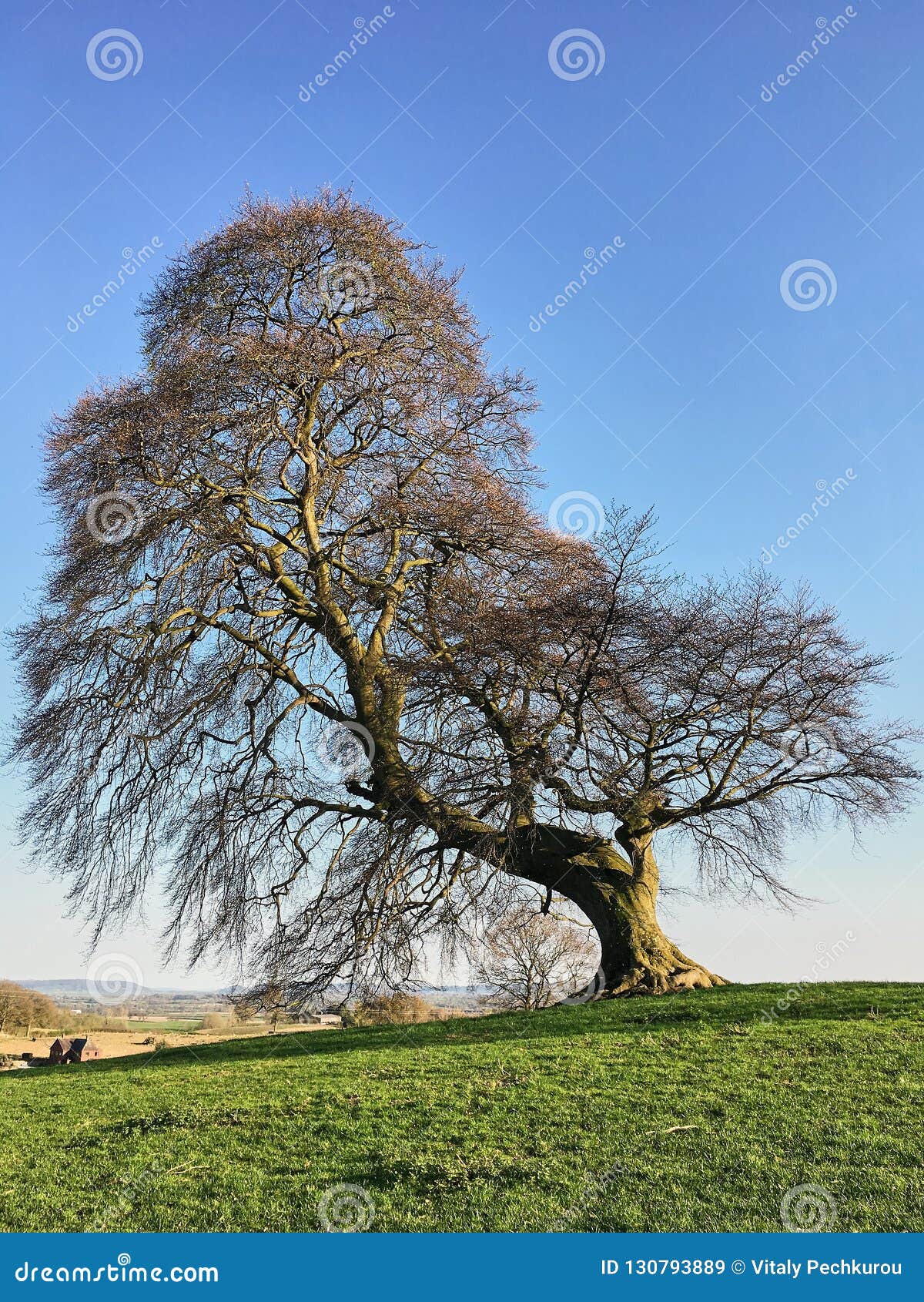 Oak Tree Hill Stock Images - Download 3,967 Photos