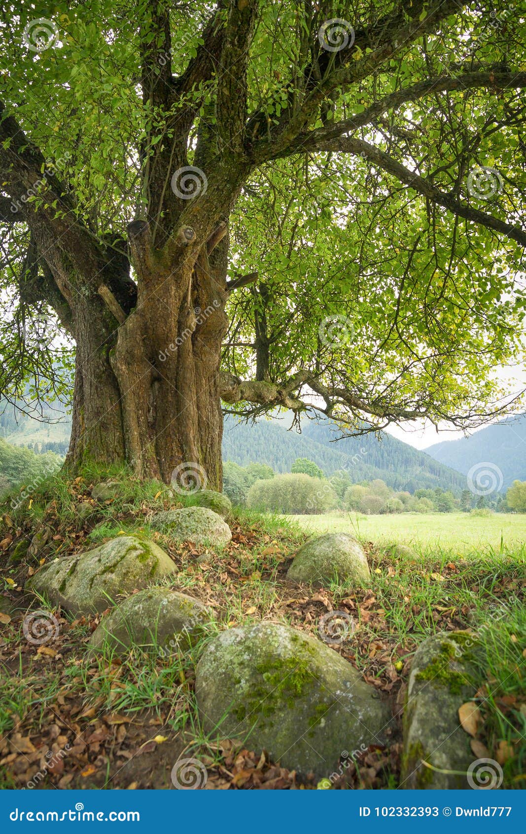 Lonely old tree on meadow stock image. Image of green - 102332393