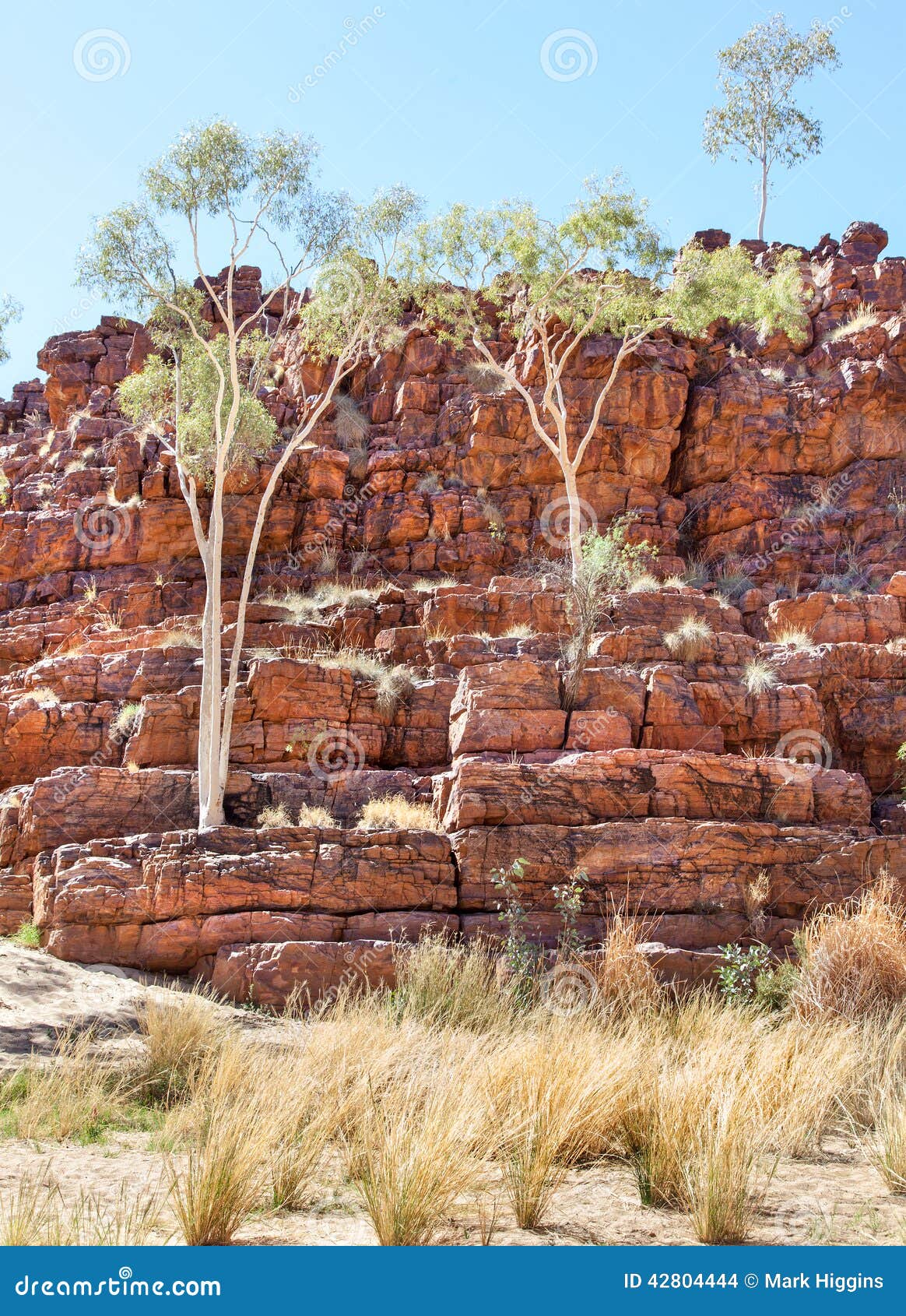 Lonely Outback Desert Tree Australia Stock Photo - Image of orange ...