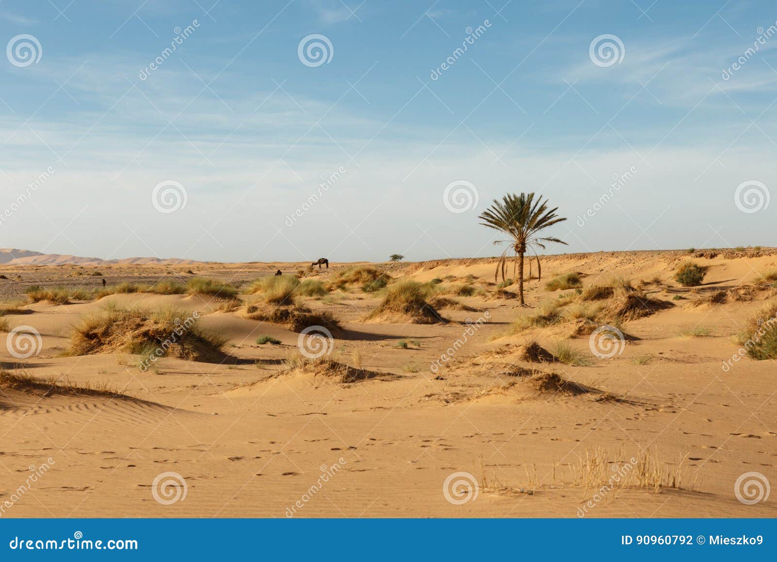 Camel Palm Tree Desert Stock Photos - Download 344 Royalty Free Photos